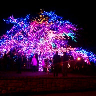 The Magic Tree - Other Great Outdoors in Village of Cherry Hill
