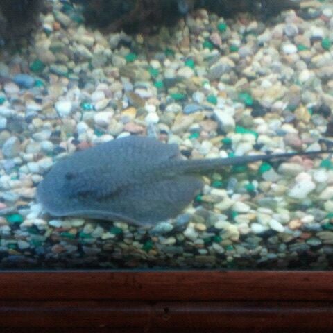 Photos at Todd's Tropical Fish - Pet Supplies Store in Hampden