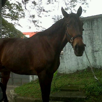 Pook Ligaya Stables - Holy Spirit - Quezon City, Quezon City