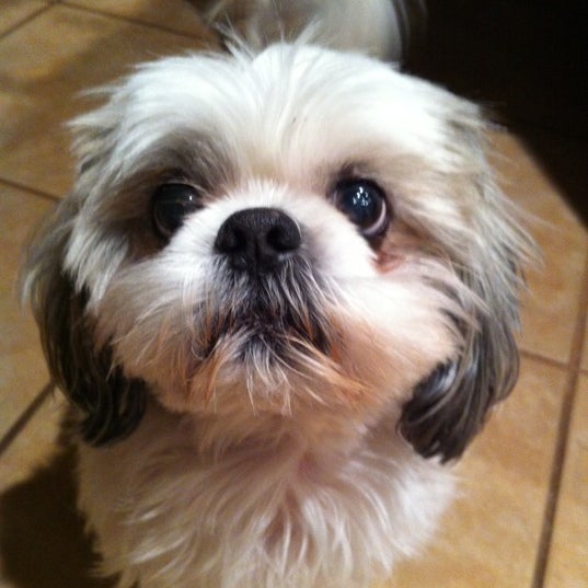 PetSmart - Pet Supplies Store