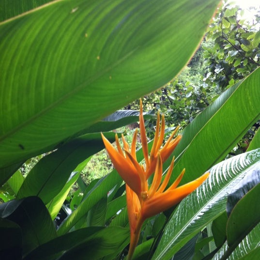 Diamond Botanical Gardens - Soufrière, Quarter of Soufrière