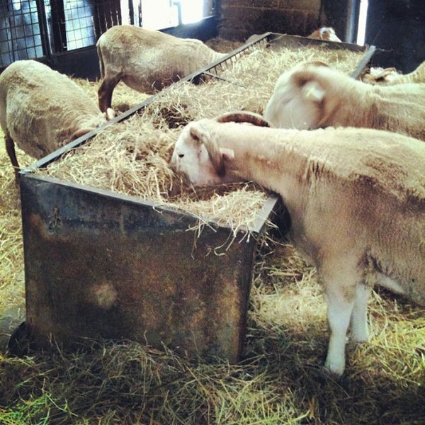 Photos at Freightliners City Farm - Farm in Holloway