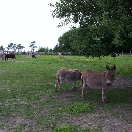 Donkey Sanctuary - Farm
