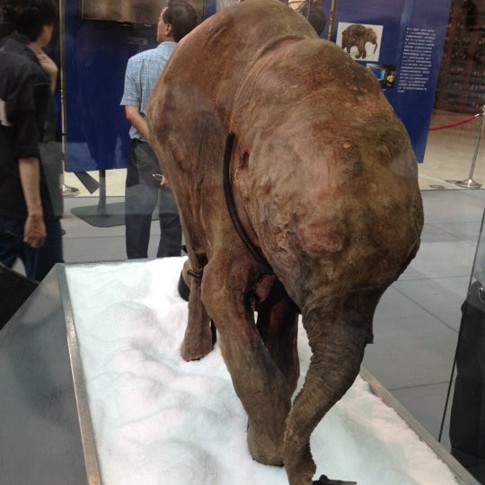 I Love Lyuba Baby Mammoth of the Ice Age Exhibition 冰河時期長毛象寶寶展覽 (Now ...