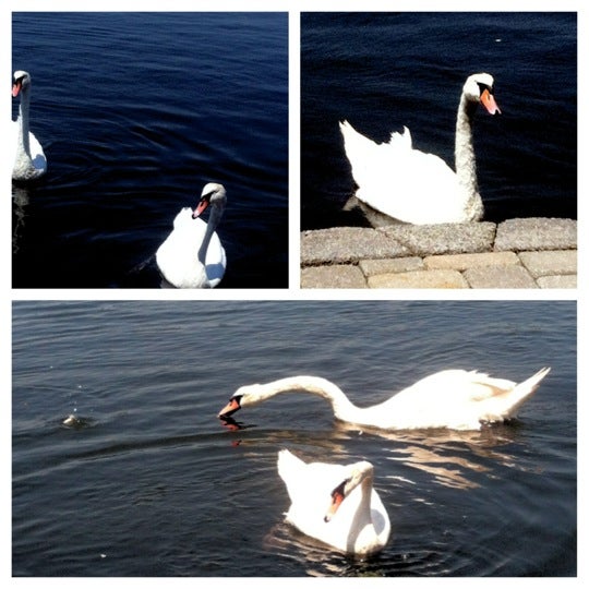 Polly's Pond - Oyster Bay Drive