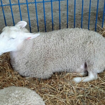 Photos at Cobleskill Fairgrounds - Cobleskill, NY
