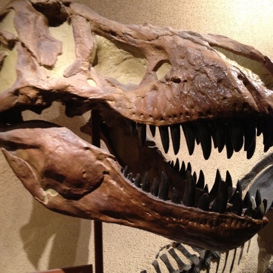 Photos at Osteology: Hall of Bones - Smithsonian's National Museum Of ...