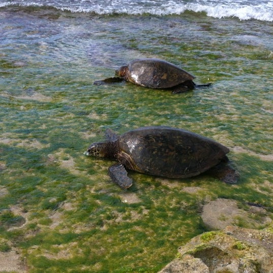 Papailoa Beach - Beach in Haleiwa