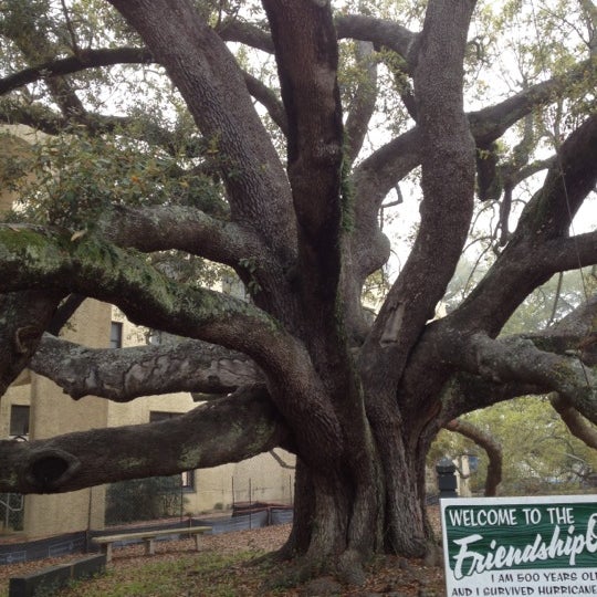 Friendship Oak - Long Beach, MS