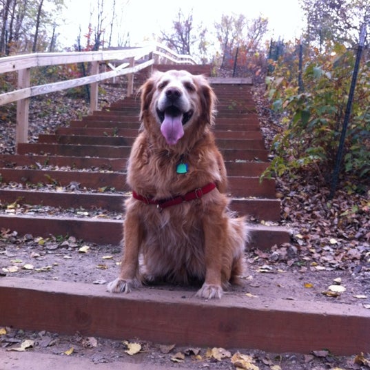 Photos at Arlington Arkwright Dog Park - Payne - Phalen - 5 tips