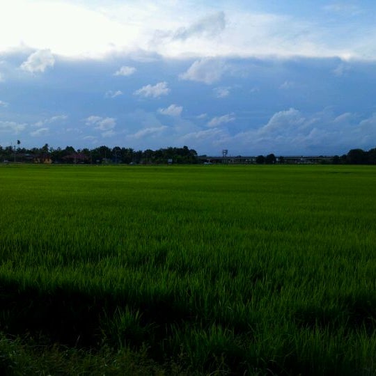 Sawah Padi Kampung Tok Hamid - Other Great Outdoors