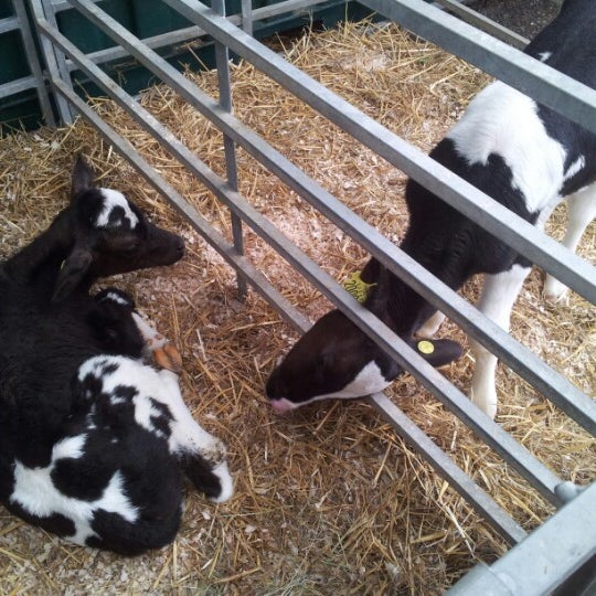 Photos at Our Cow Molly Dairy Ice Cream - Ice Cream Parlor