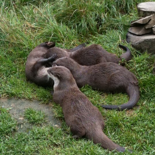 Tamar Otter & Wildlife Centre - Zoo