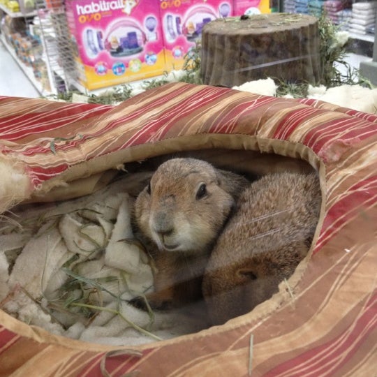 Mini Critters - 3509 W 49th St