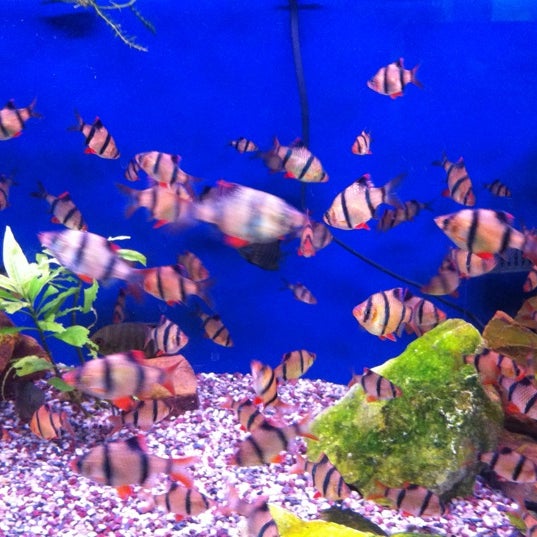 PJ's Pets - Pet Supplies Store in City Centre