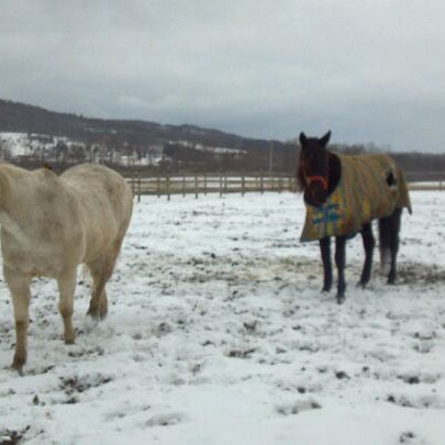 Flyhawk Farm - 1459 NY st rte 80