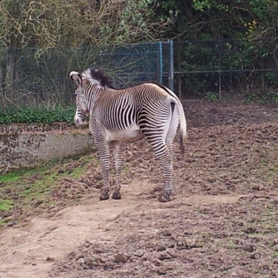 Photos at Zebra Enclosure - Zoo Exhibit in Chester