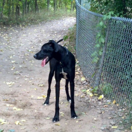 Photos at Arlington Arkwright Dog Park - Payne - Phalen - 5 tips