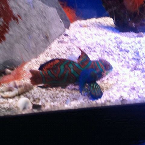 Photos at Todd's Tropical Fish - Pet Supplies Store in Hampden
