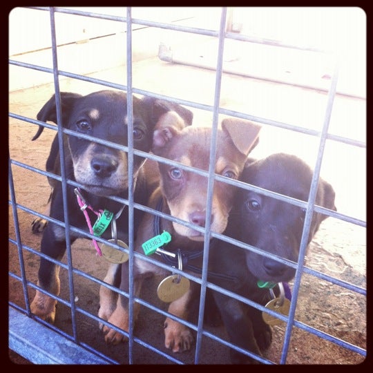 Photos at The Lost Dogs' Home - Animal Shelter