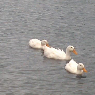 Photos at Sharp Park - Lansing, MI