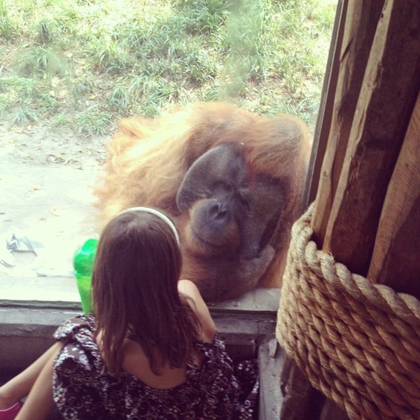 Jungle of the Apes - STL Zoo