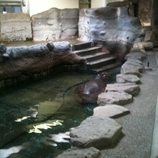 Denver Zoo Pachyderm