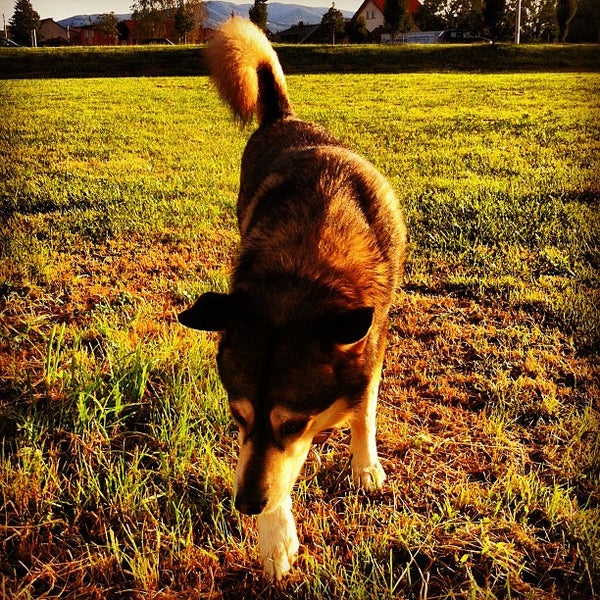 Velika livada za pse - Jarun - 1 tip