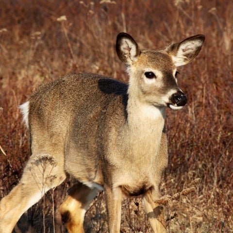 Big Meadows Campground - Skyline Drive