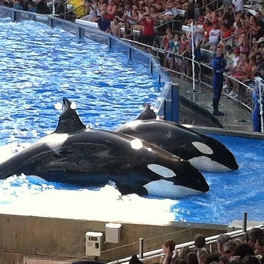 Shamu Stadium - Sea World Theme Park - SeaWorld