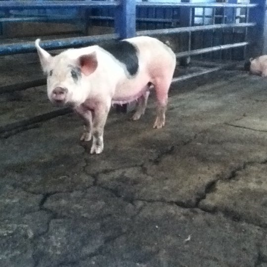 Los Puercos Hermanos - Animal Shelter