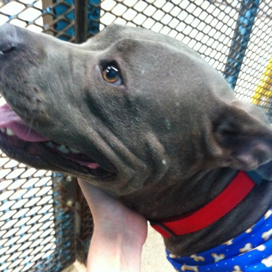 Denton Animal Shelter - 5 tips