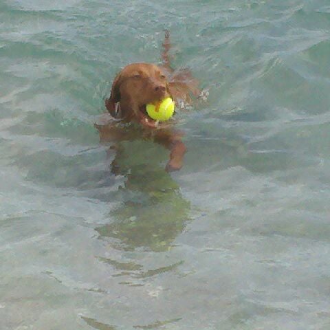 Juno Beach Dog Park - Dog Park in The Bluffs