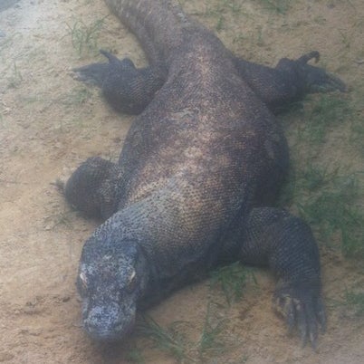 Asian Gardens Komodo Dragon Habitat - 1101 W Sligh Ave