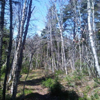 Dobson Trail - Hiking Trail