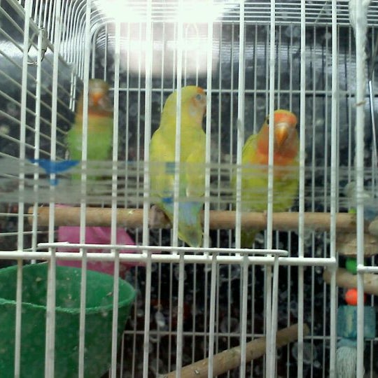 Mini Critters - 3509 W 49th St