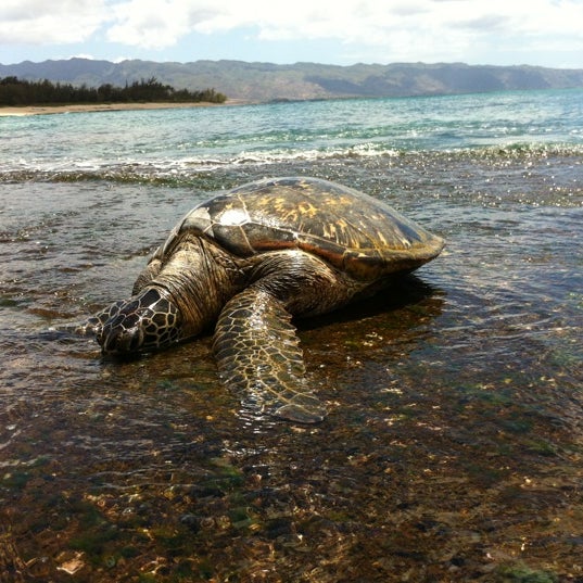 Papailoa Beach - Beach in Haleiwa