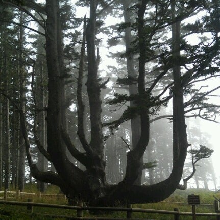Photos at Octopus Tree - Cape Meares Lighthouse Dr