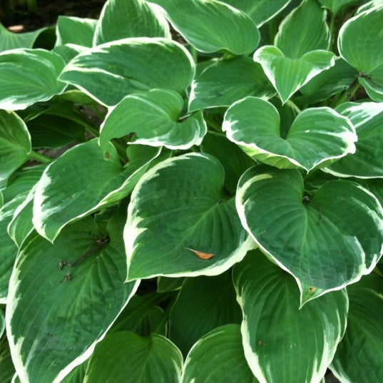 Flying Frog Hosta Farm - 5148 155th Ave