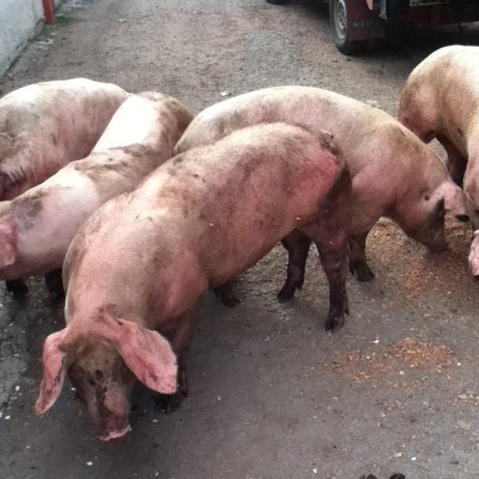 Los Puercos Hermanos - Animal Shelter