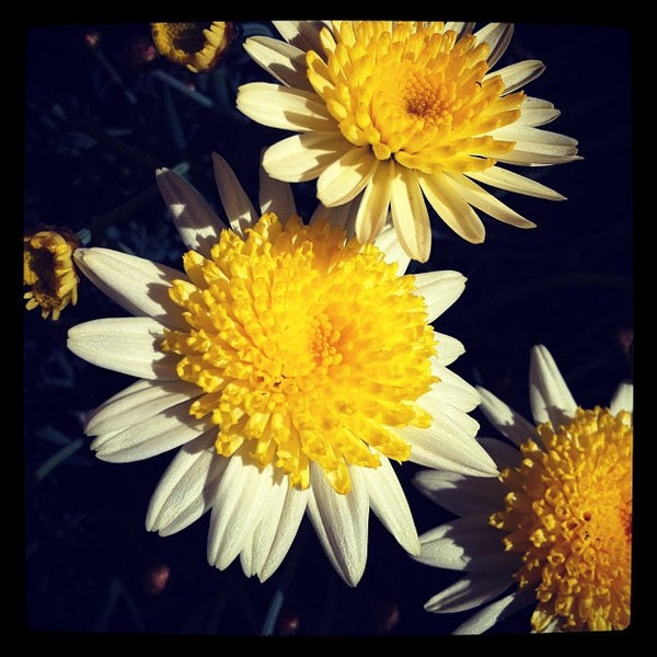 bellaflora - Schwechat, Niederösterreich