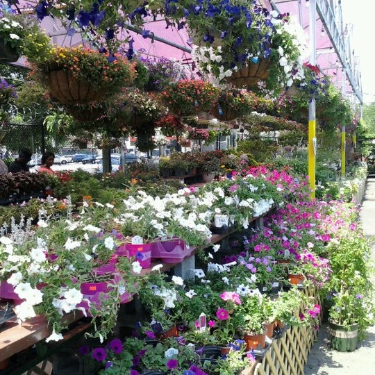 Dragonetti Florist & Garden Center - Bergen Beach - 41 visitors