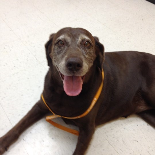 PetSmart - Pet Supplies Store