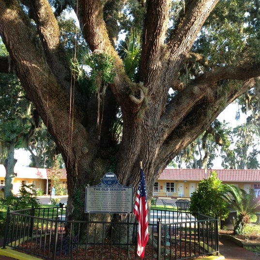 Photos at The Old Senator Tree - Tree