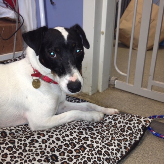 CHA Animal Shelter - 3765 Corporate Dr