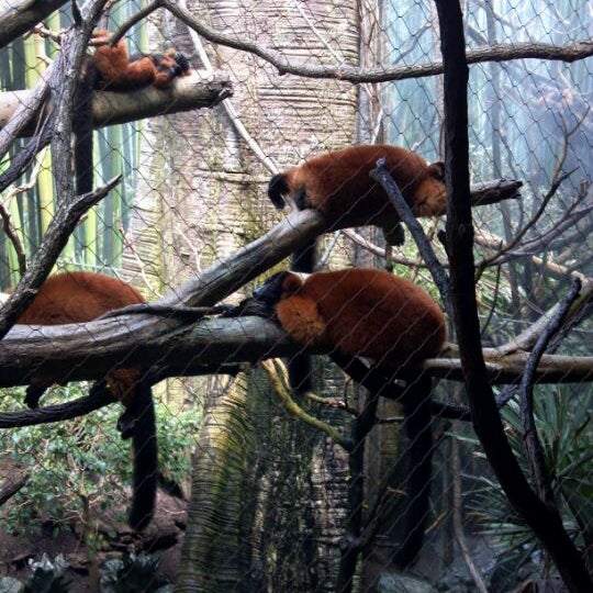 Madagascar - Zoo in Bronx