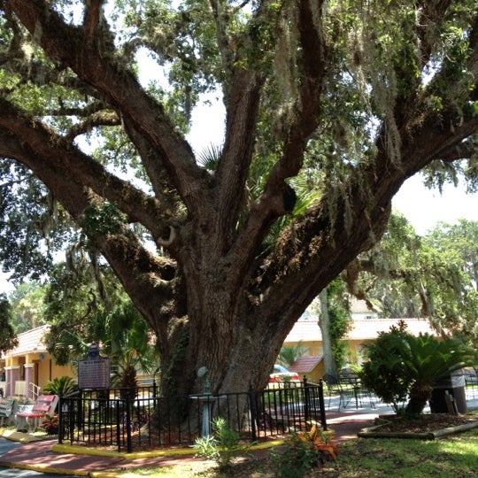 Photos at The Old Senator Tree - Tree