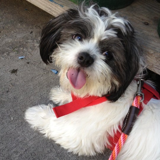 Paws In Chelsea - Chelsea - New York, NY