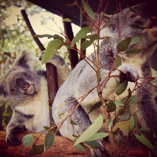 Australian Koala Foundation - Office in Brisbane City