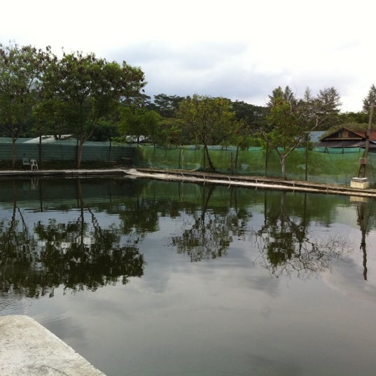 Punggol Fish Pond - Punggol - 3 tips